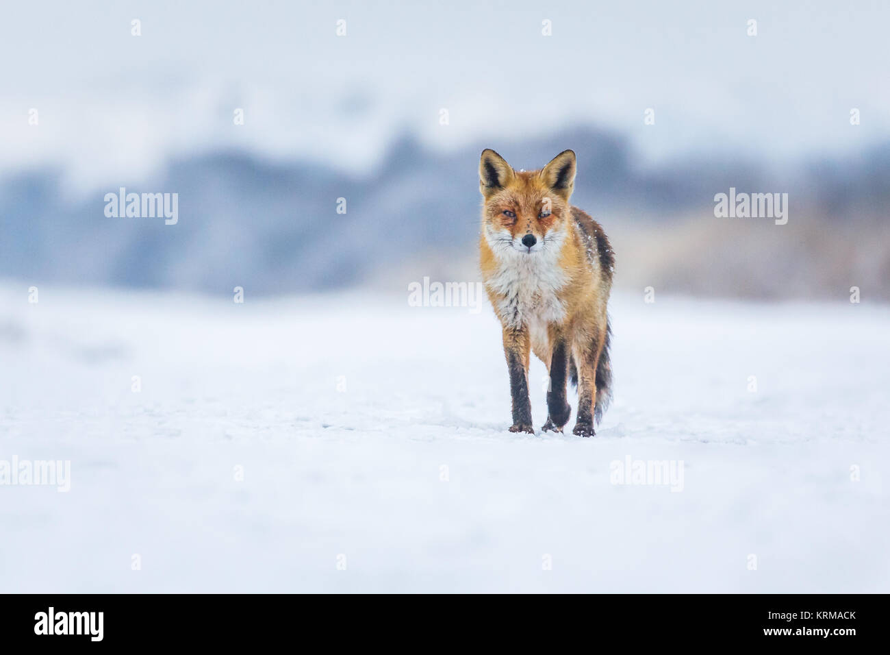 red fox in a winter landscape Stock Photo - Alamy
