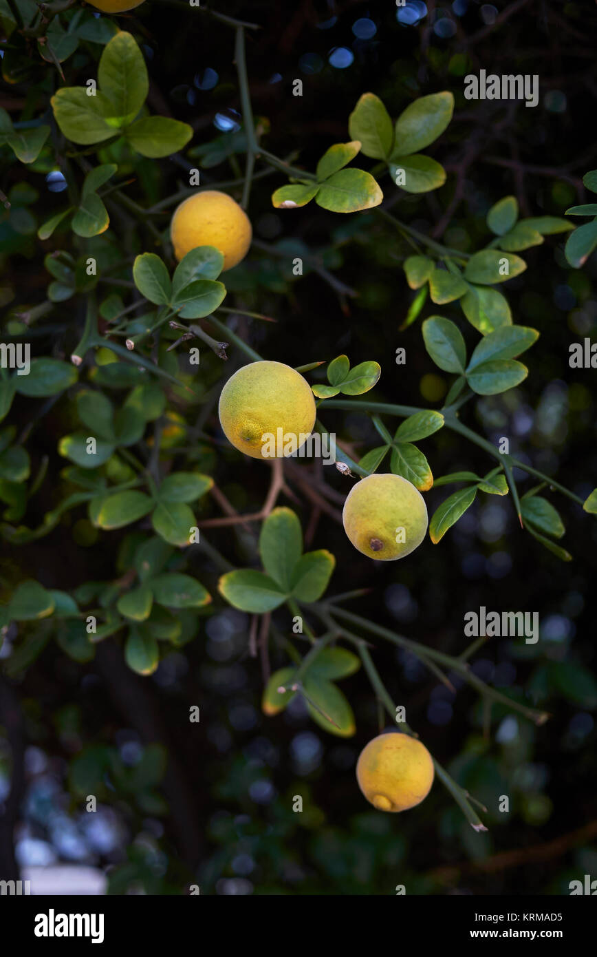 Poncirus trifoliata leaves hi-res stock photography and images - Alamy