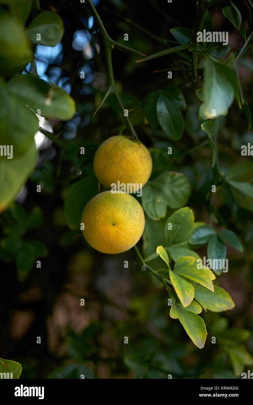 Poncirus trifoliata leaves hi-res stock photography and images - Alamy