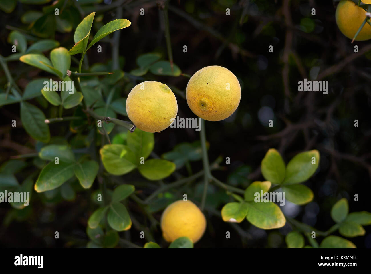 Poncirus trifoliata leaves hi-res stock photography and images - Alamy
