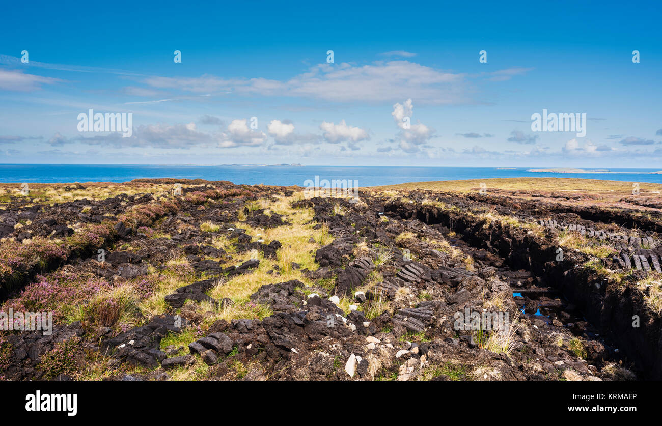 Cut peat bog with sods of turf cut for fuel, left out to dry, near ...
