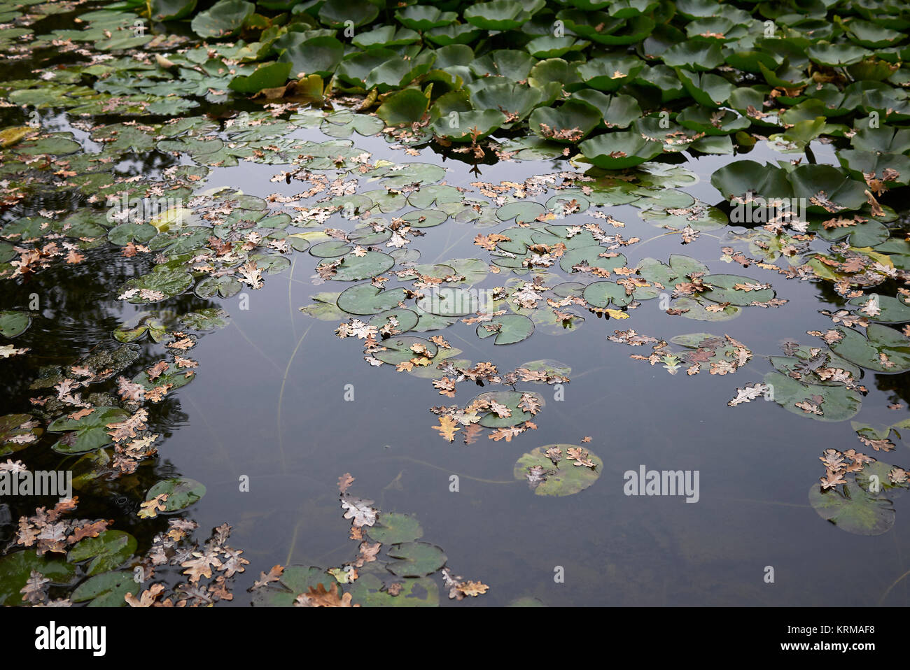 pond in autumn Stock Photo - Alamy