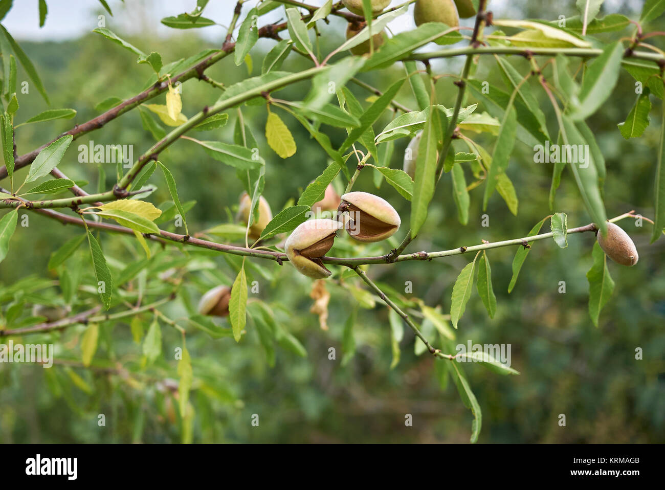 Prunus Amygdalus Stock Photos & Prunus Amygdalus Stock Images - Alamy