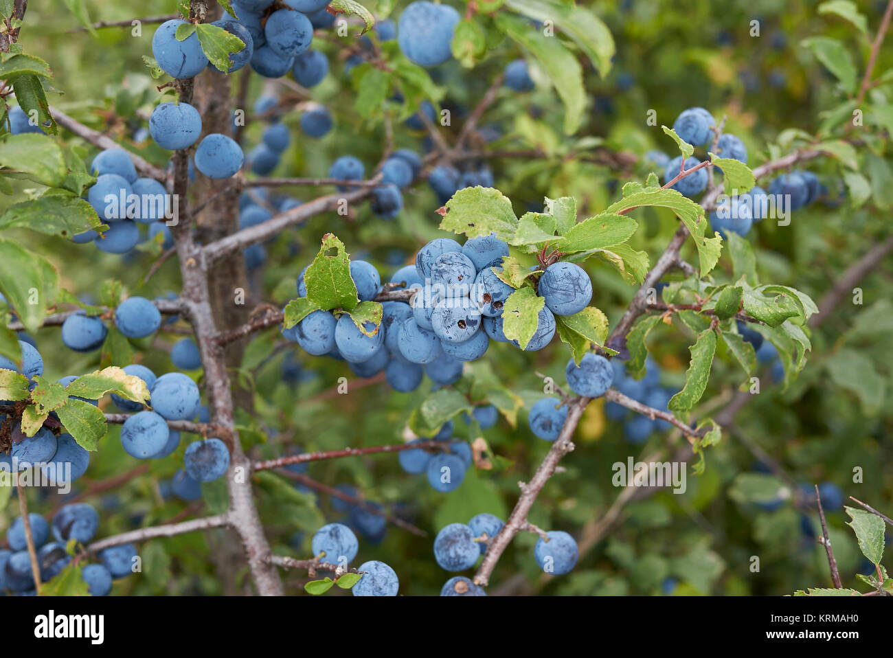 Prunus spinosa fruit hi-res stock photography and images - Alamy