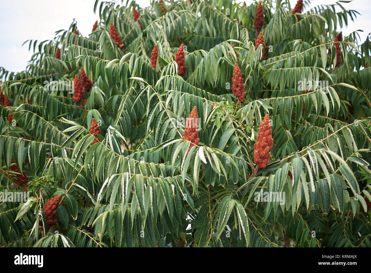 Rhus hirta hi-res stock photography and images - Alamy