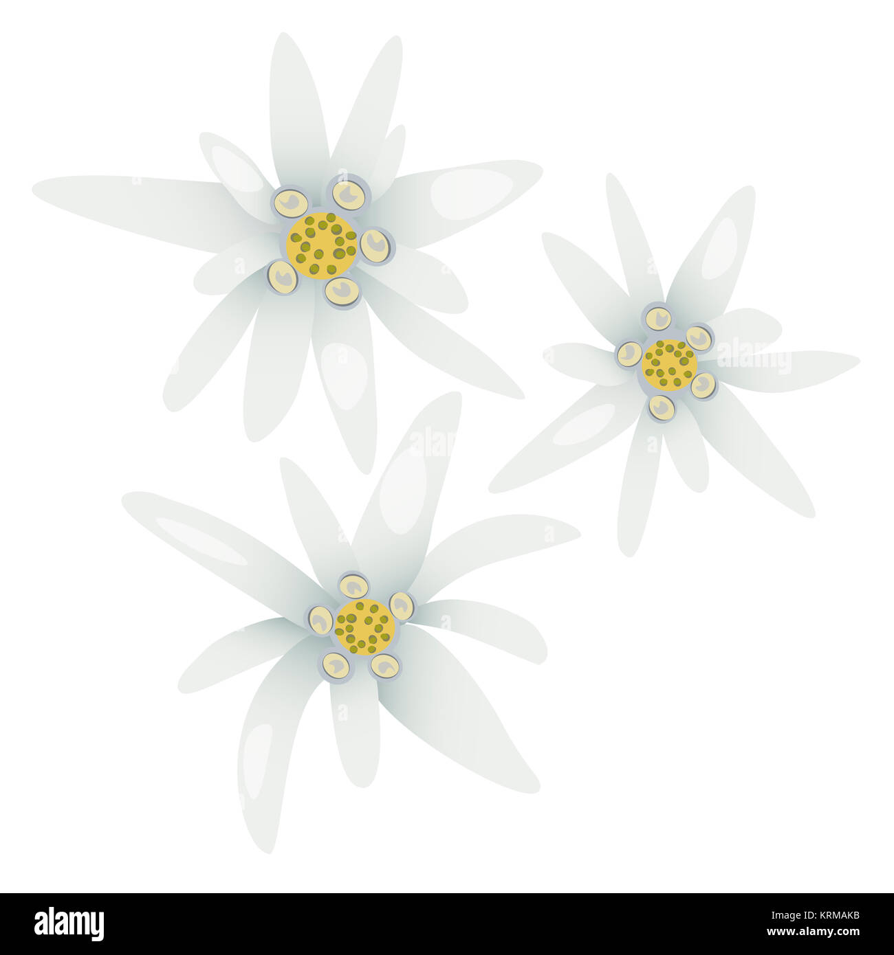 Edelweiss national flower switzerland hi-res stock photography and ...