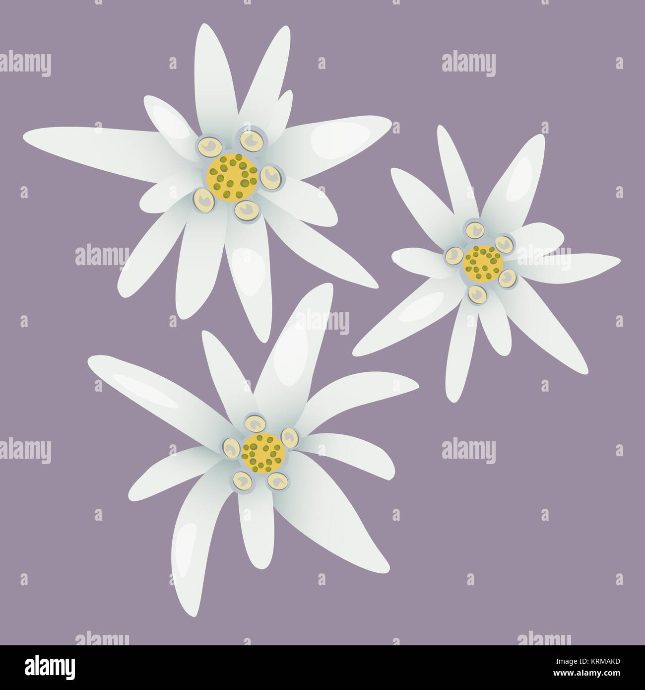 Edelweiss flowers. White flowers Stock Photo - Alamy