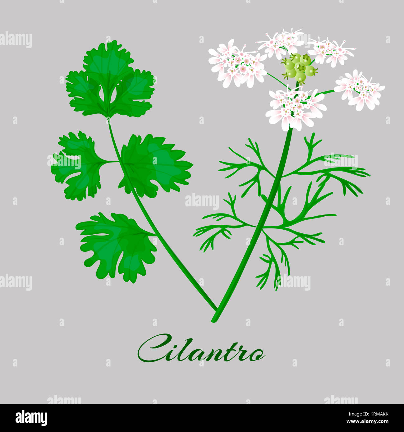 Cilantro vector hi-res stock photography and images - Alamy
