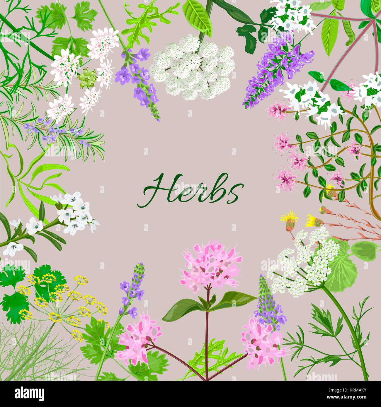 Vector card with herbal flowers Stock Photo - Alamy
