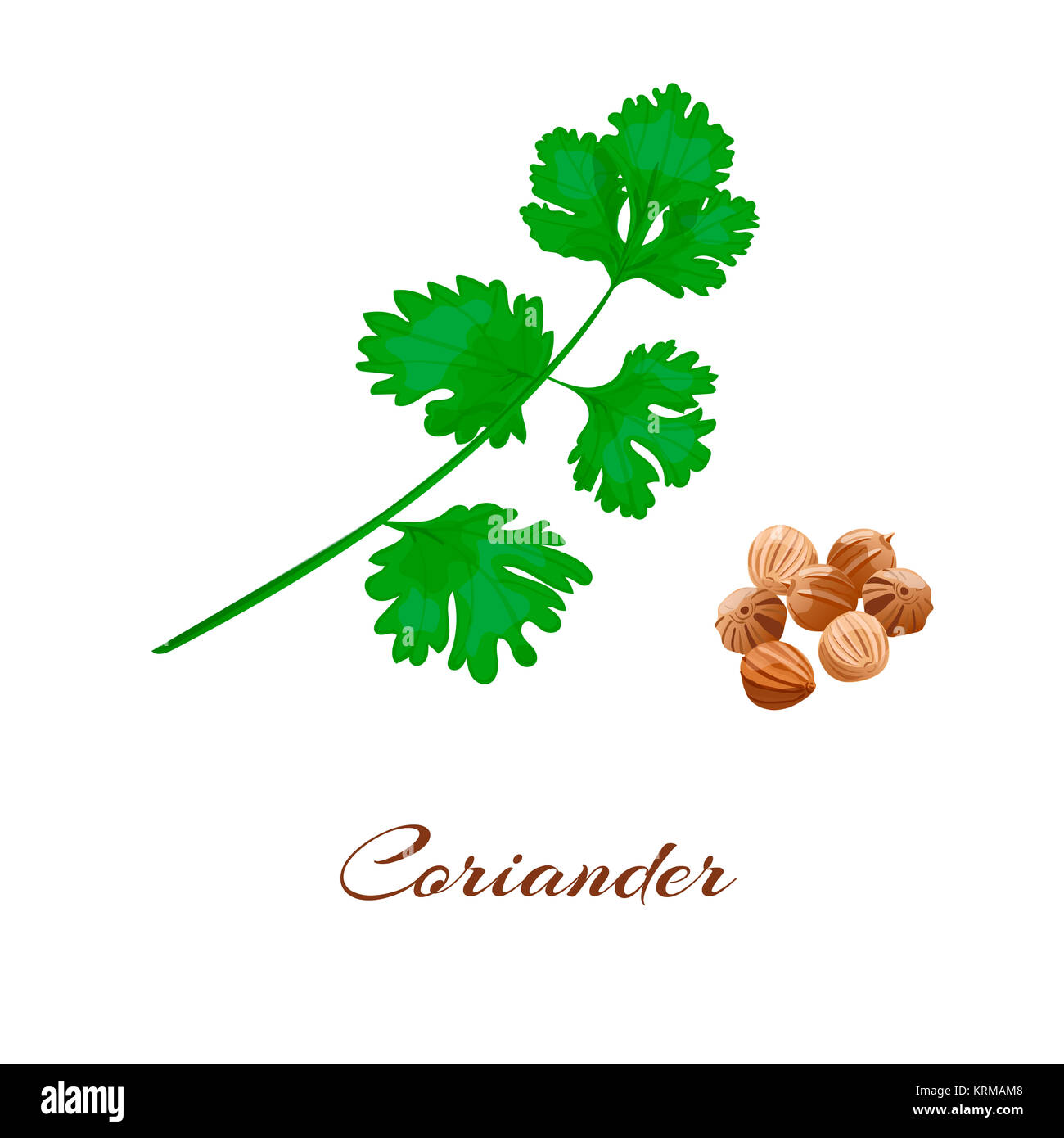 Cilantro vector Cut Out Stock Images & Pictures - Alamy