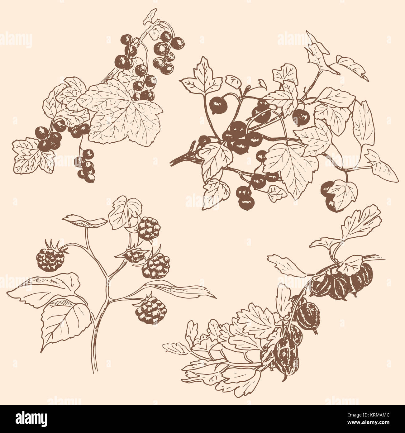 set of berries Stock Photo - Alamy