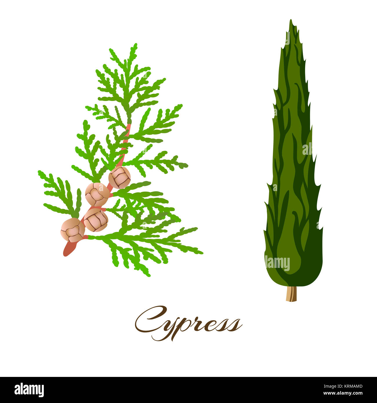 Cypress leaves Cut Out Stock Images & Pictures - Alamy
