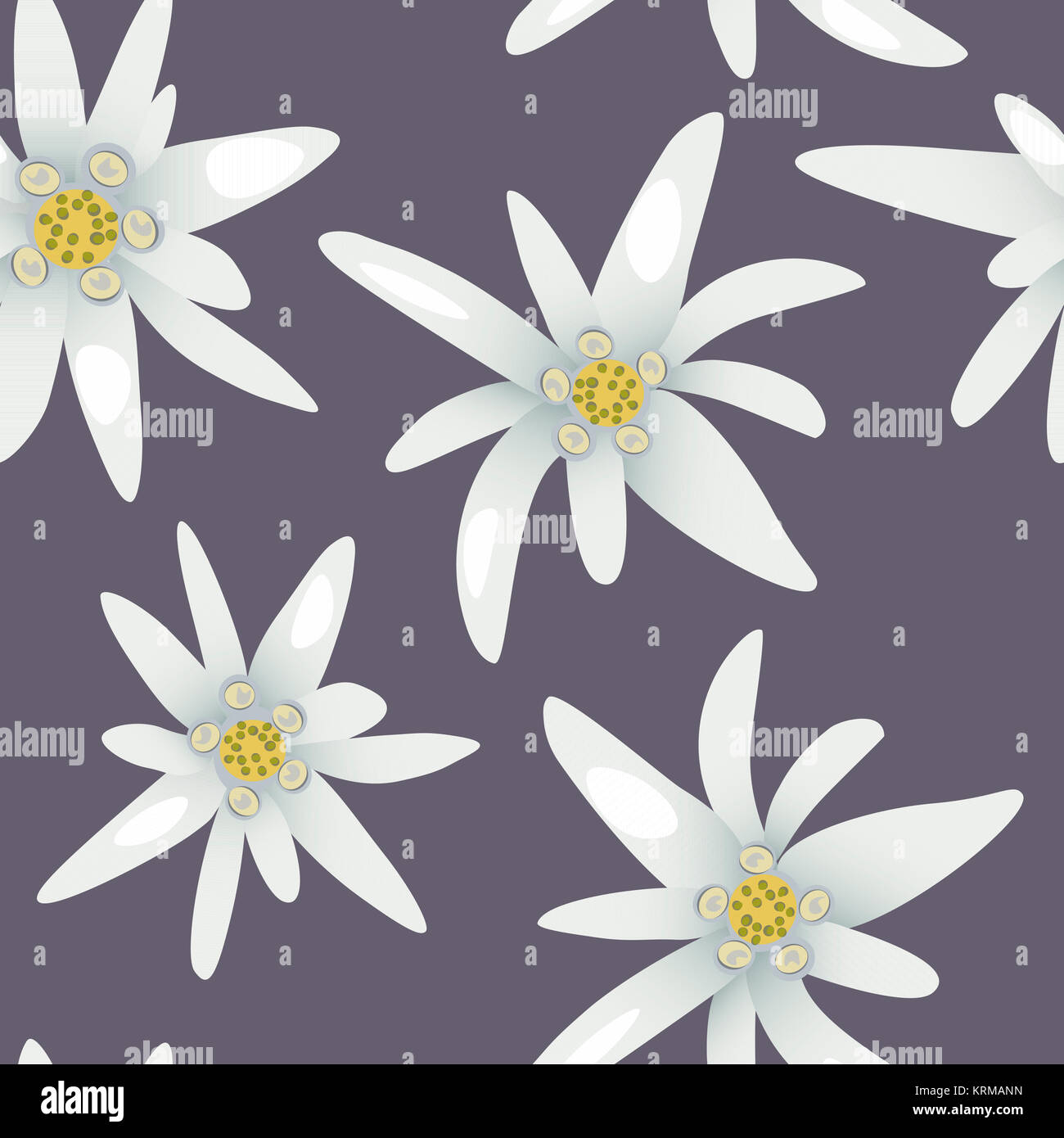 Edelweiss flowers pattern Stock Photo - Alamy