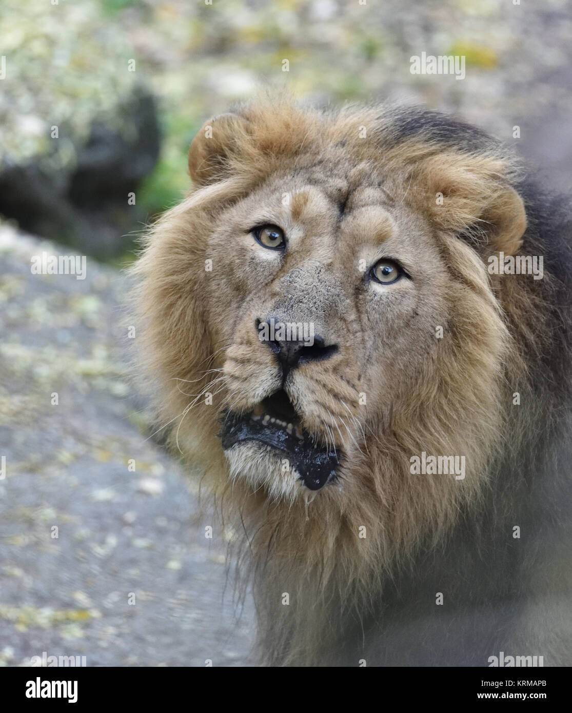 leo looks at a Stock Photo - Alamy