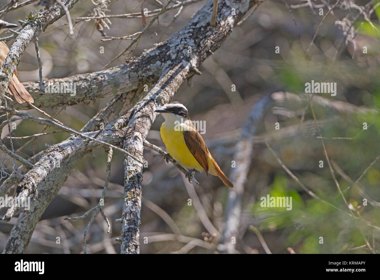 Great Kiskadee in Texas Stock Photo - Alamy