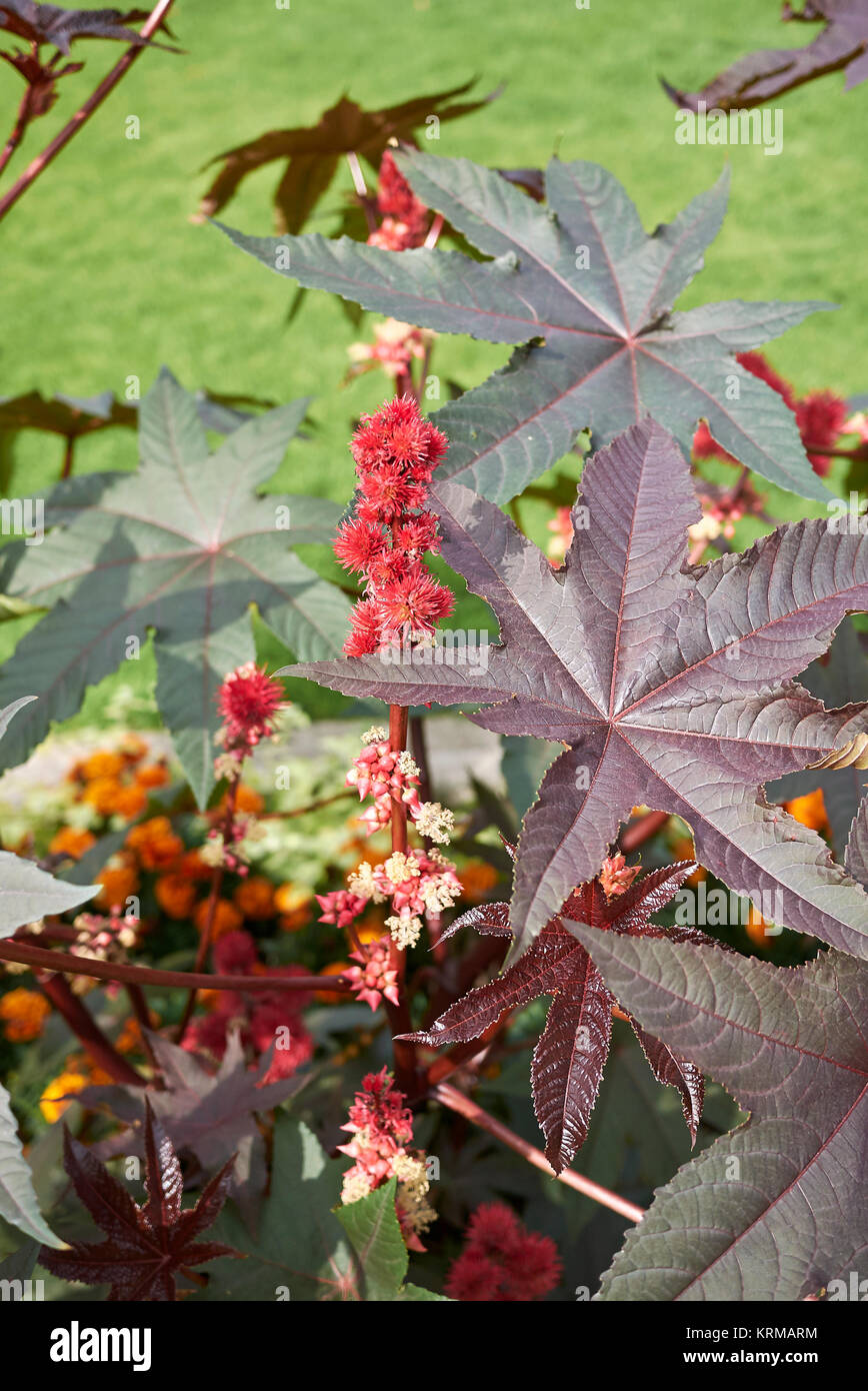 Red Castor Oil High Resolution Stock Photography and Images - Alamy