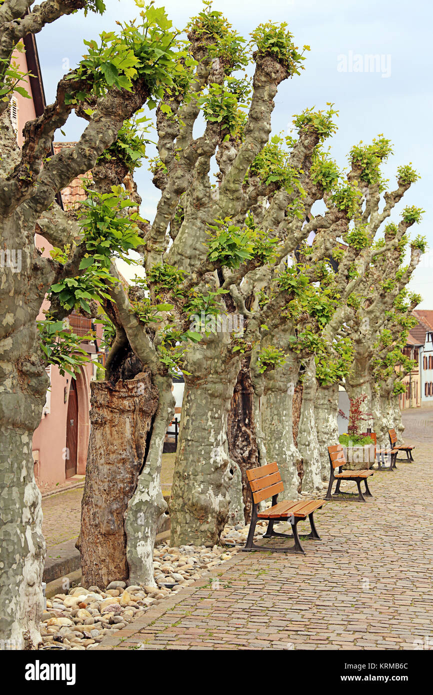 plane trees in riquewihr in alsace Stock Photo - Alamy