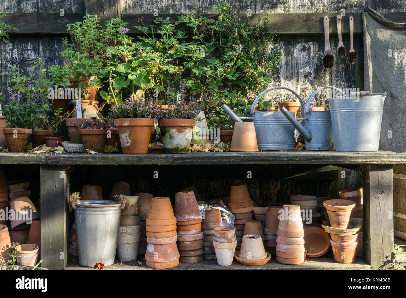 romantic idyllic plant table in the garden with old retro flower pot ...