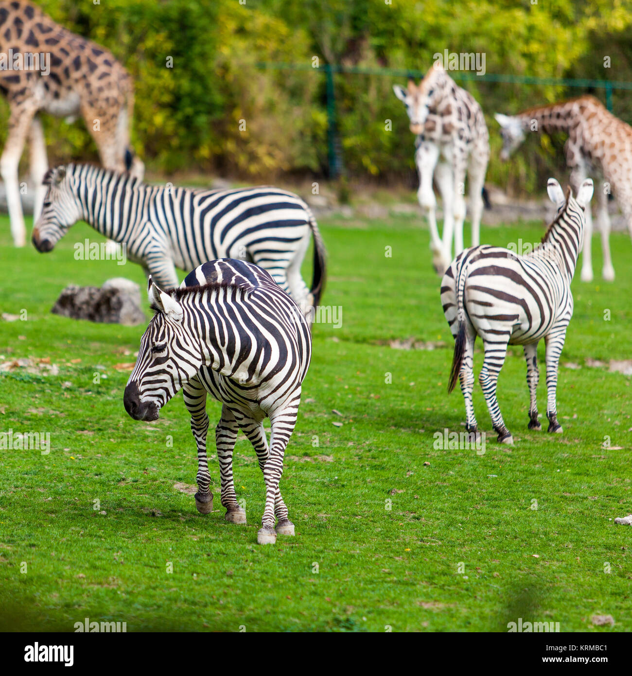 zebra and giraffe at the green park in Zoo Stock Photo - Alamy