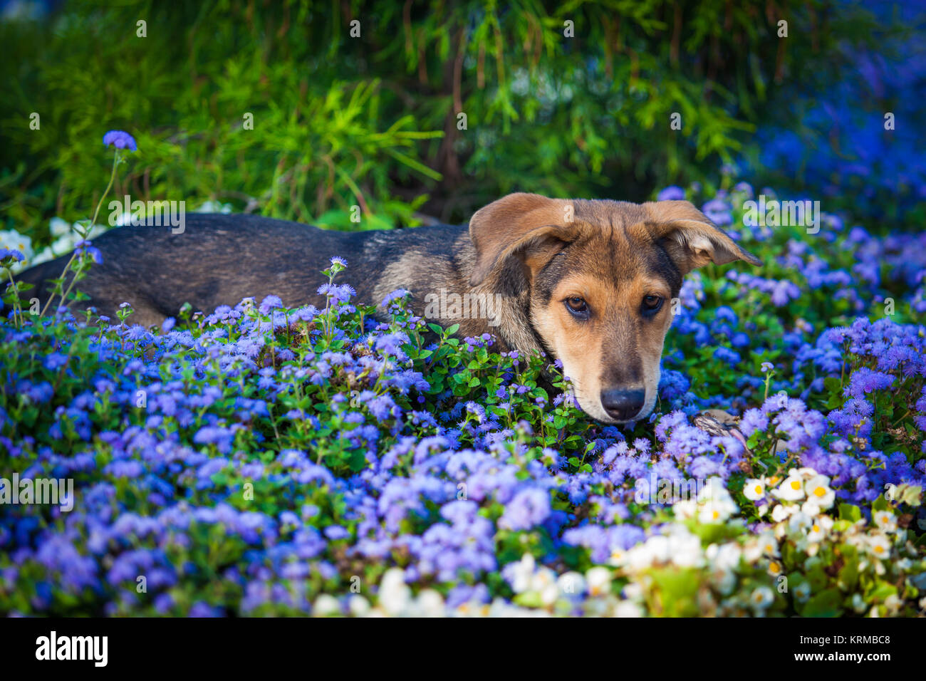 Dog in a flower field Stock Photo - Alamy