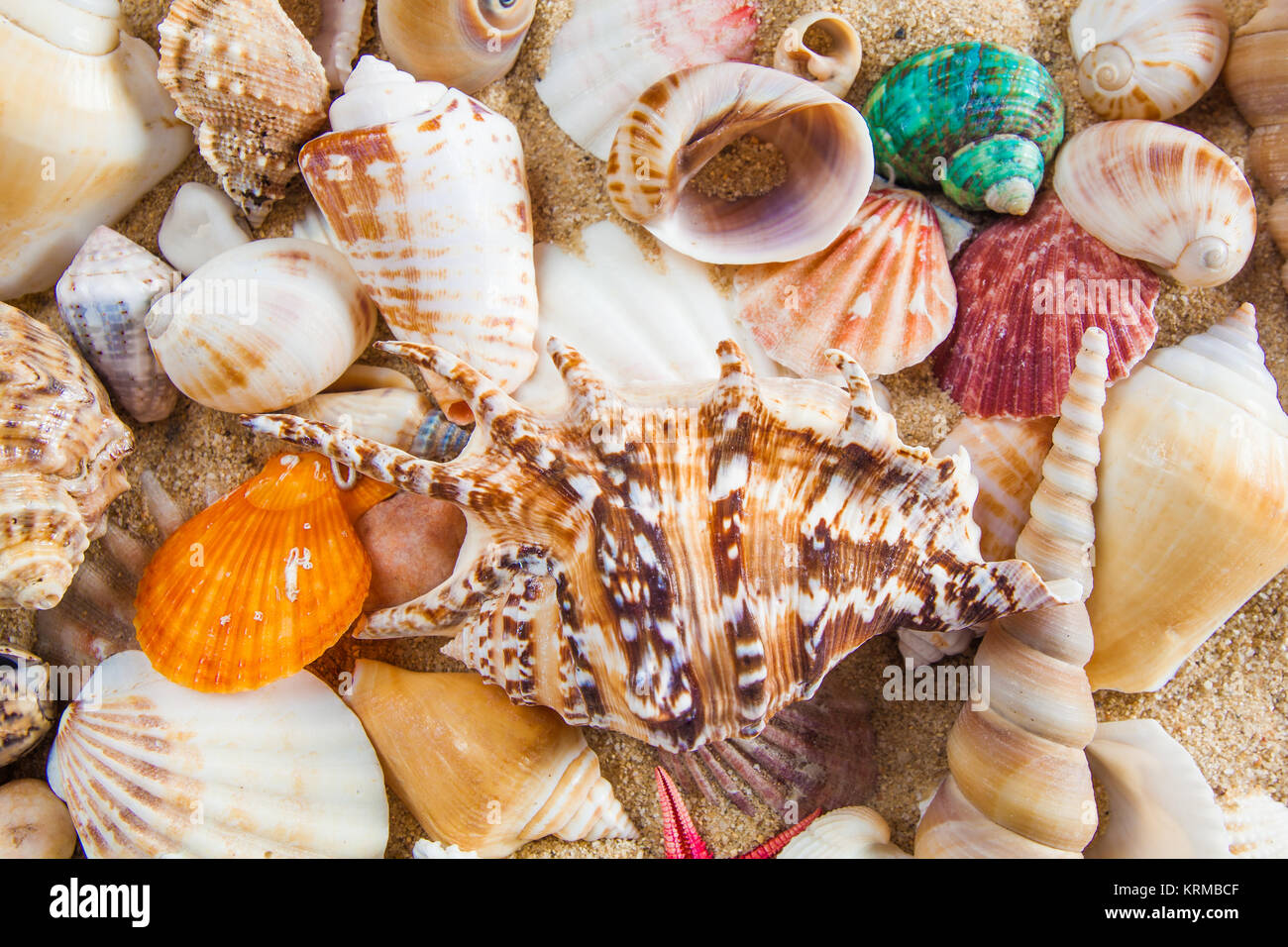 Summer background. Sea shells with sand as background Stock Photo - Alamy