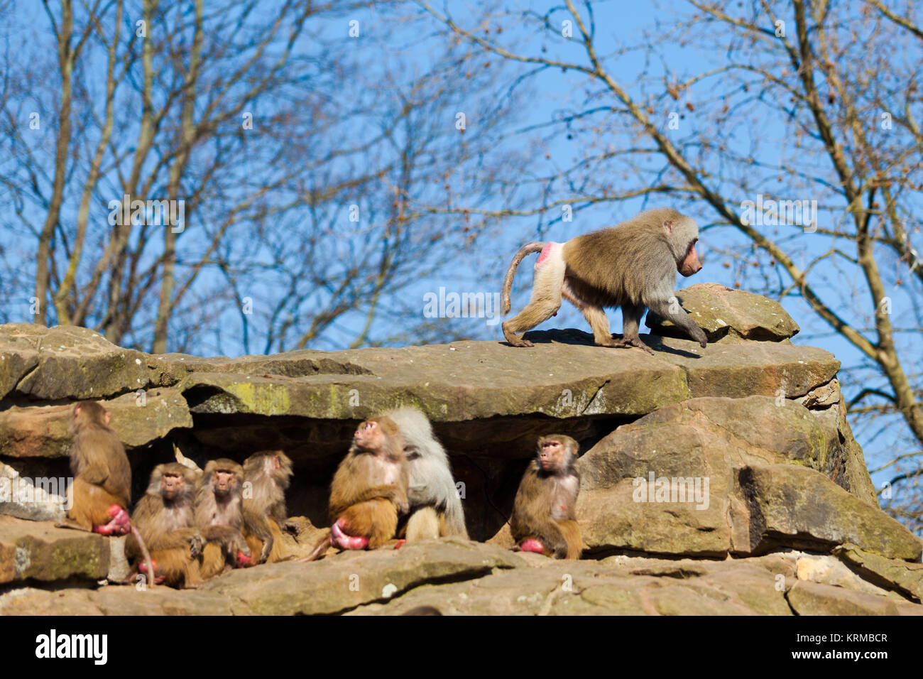 Mommy monkey hi-res stock photography and images - Alamy
