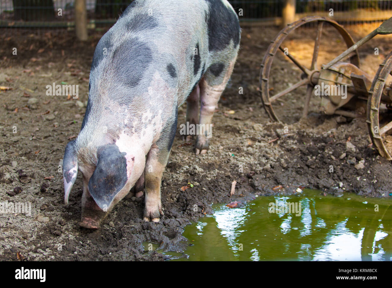 big pig on a farm Stock Photo - Alamy