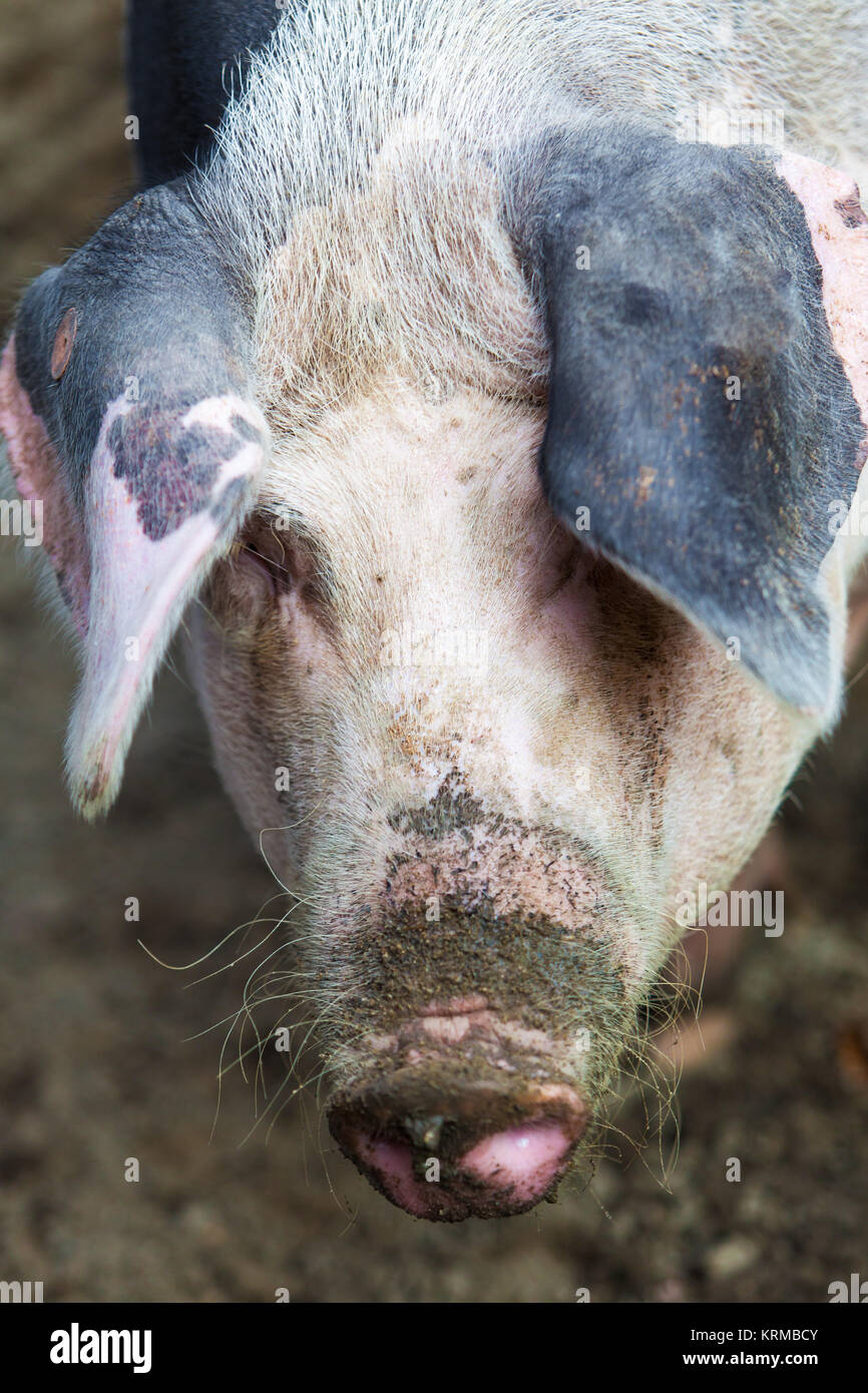 big pig on a farm Stock Photo - Alamy