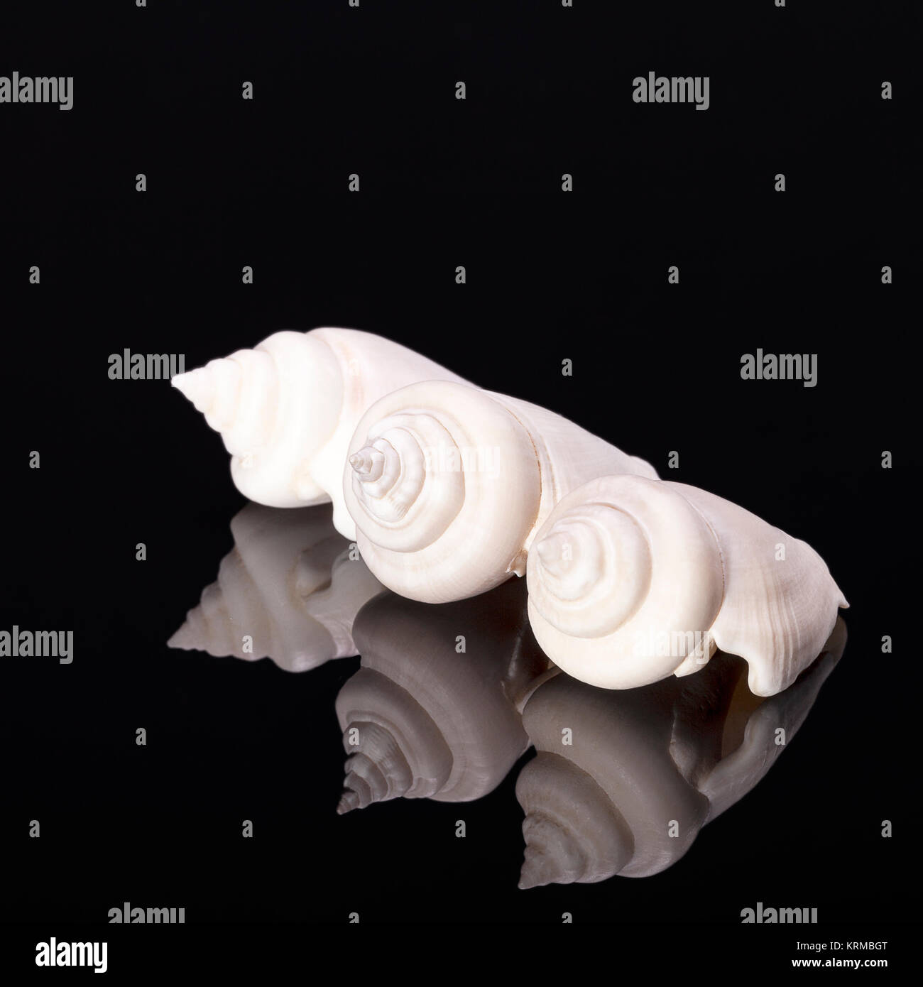 Three sea shells of marine snail isolated on black background ...