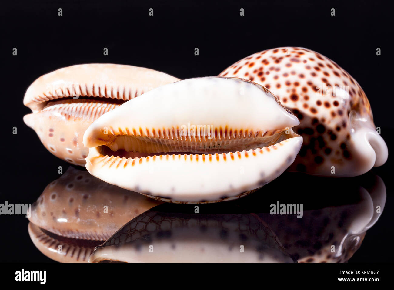 sea shells of tiger cowry isolated on black background Stock Photo - Alamy