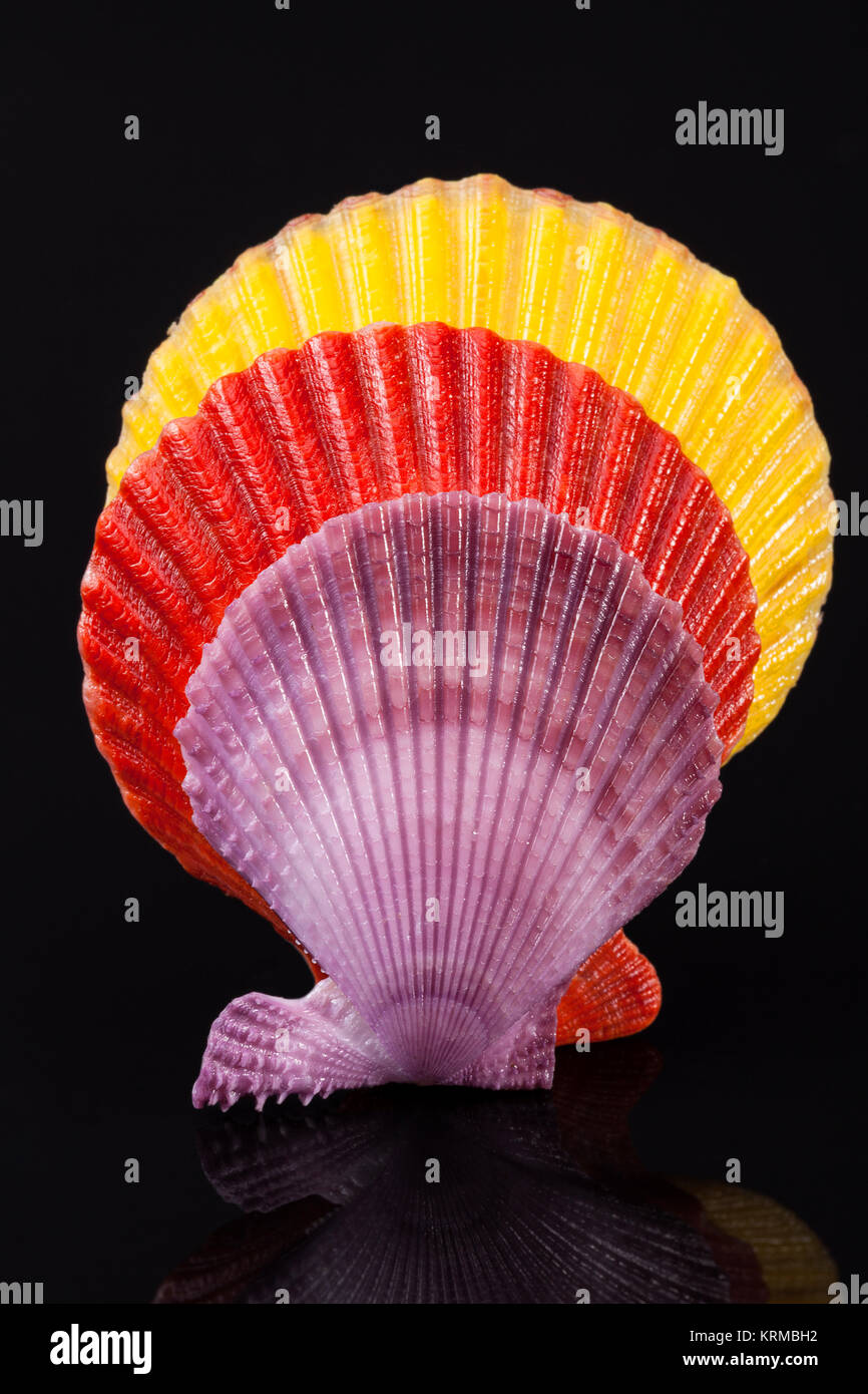 Colorful sea shells of mollusk isolated on black background Stock Photo ...