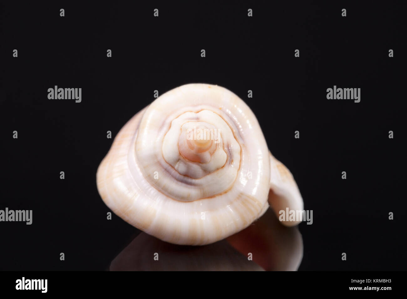 Single sea shell of marine snail isolated on black background Stock ...