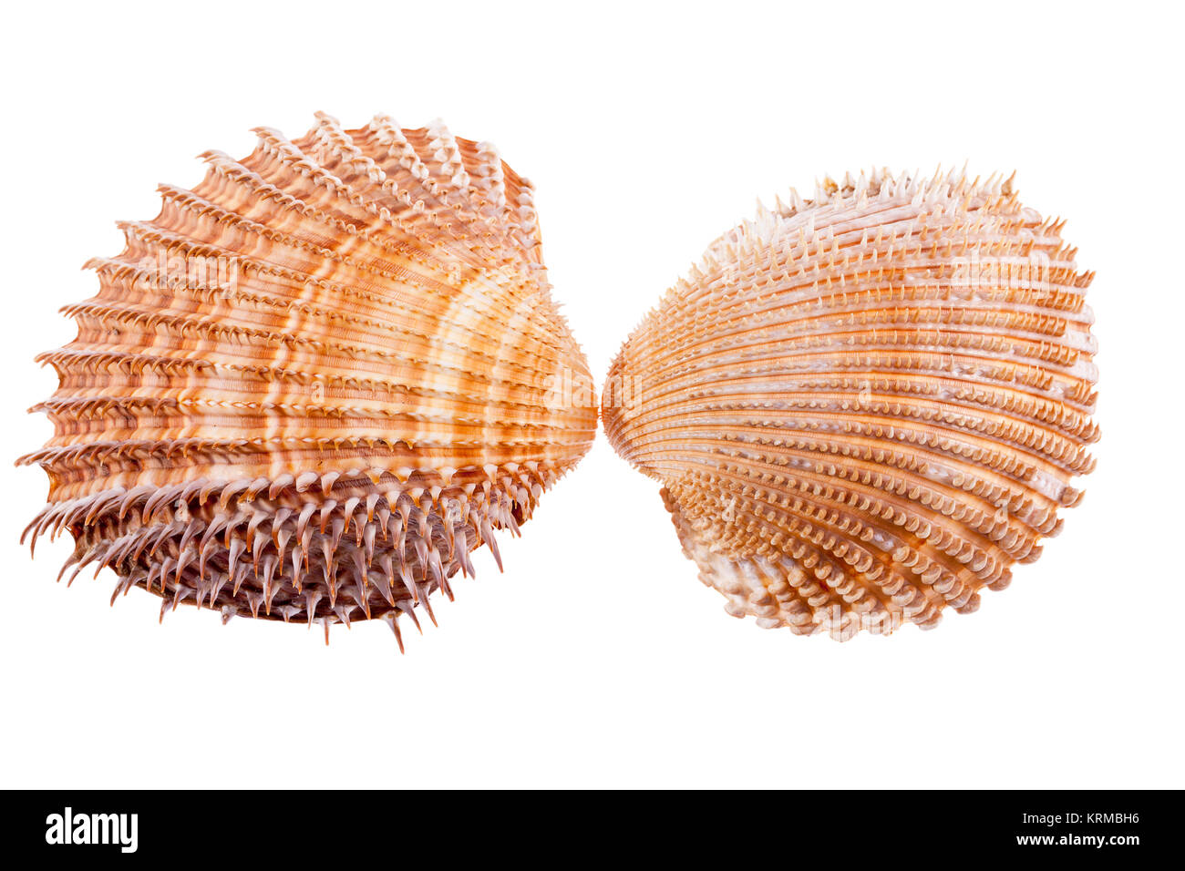 Sea shells of mollusk isolated on white background, close up Stock ...