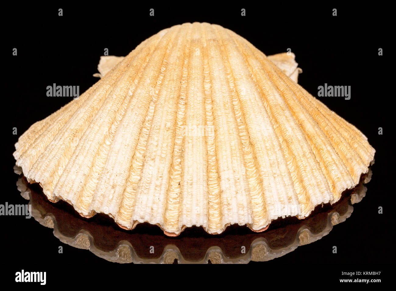 Sea shell of mollusk isolated on black background Stock Photo - Alamy