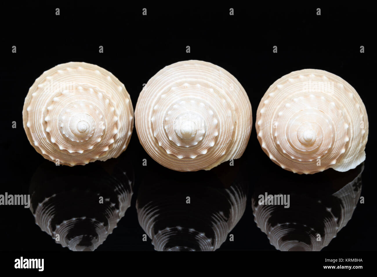 Three sea shells of marine snail isolated on black background ...