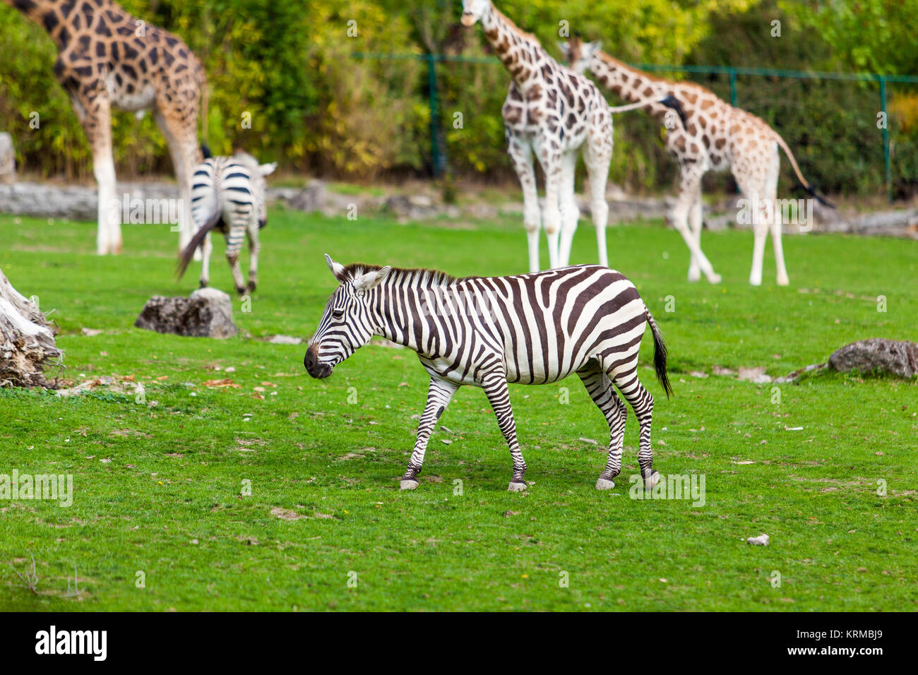 zebra and giraffe at the green park in Zoo Stock Photo - Alamy