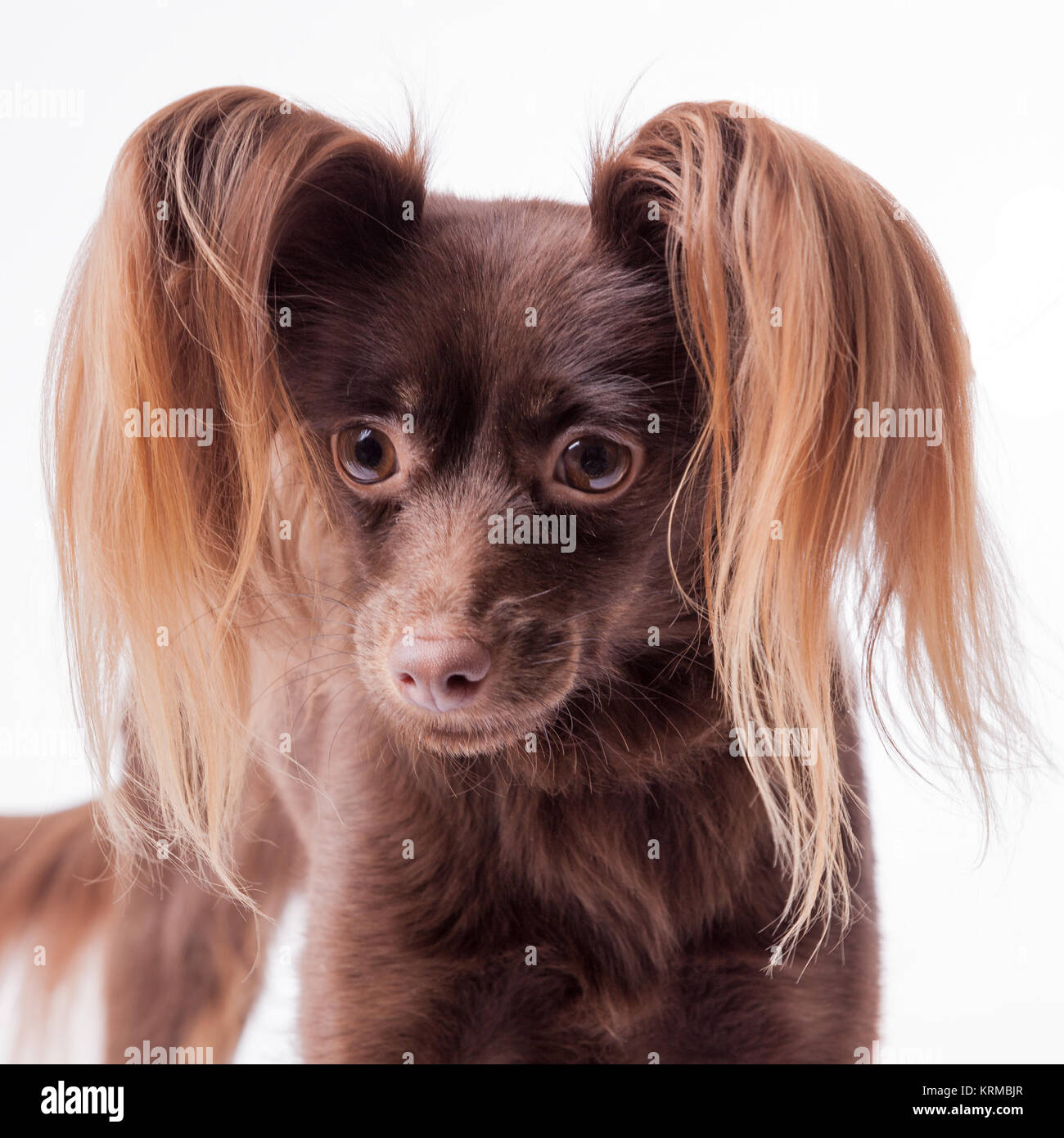 cute Russian toy terrier on a white background Stock Photo - Alamy