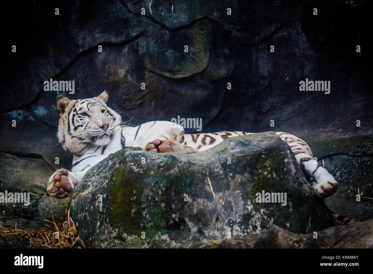White tiger. Tiger On a Rock Stock Photo - Alamy