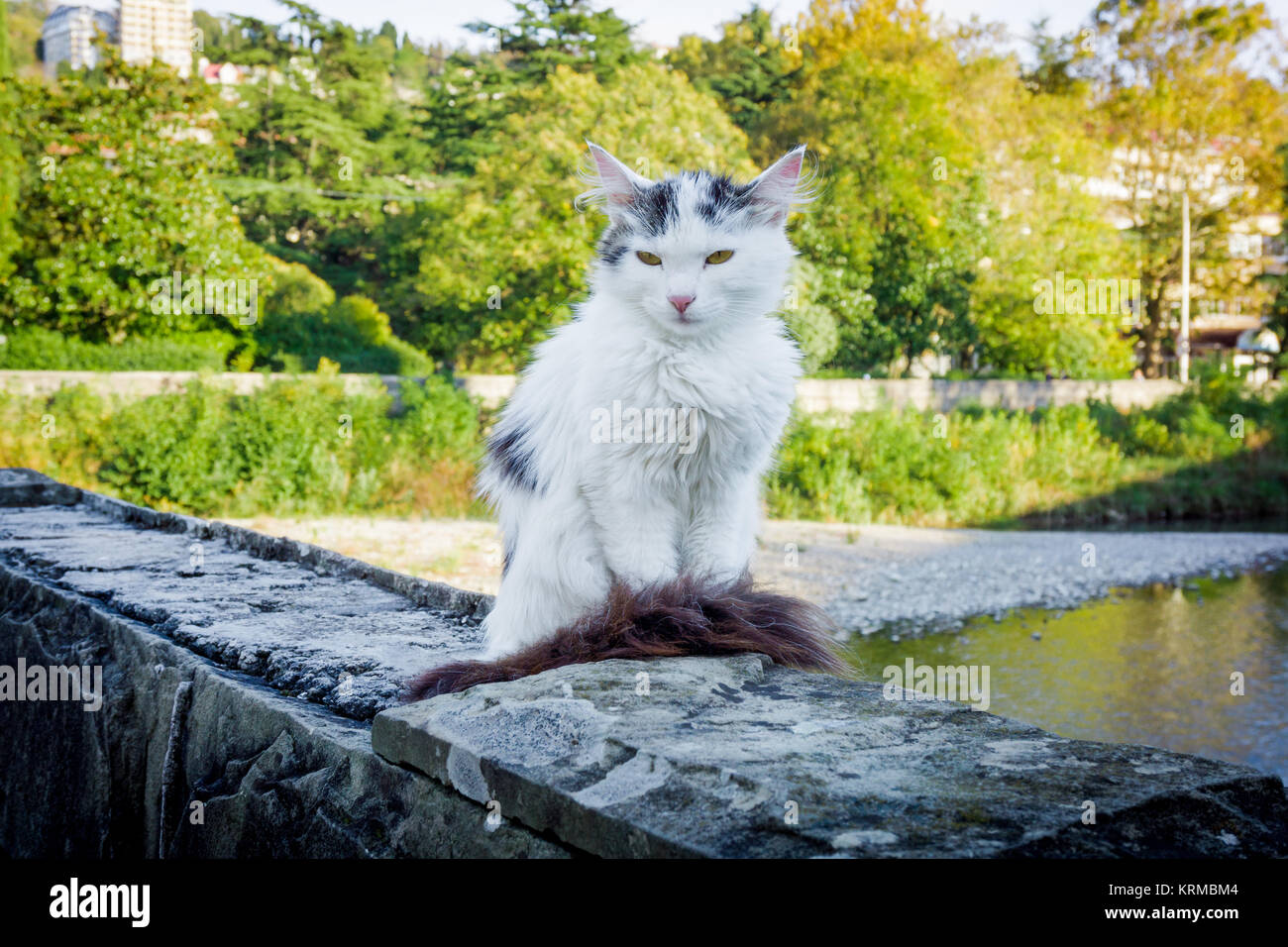 Street cat. white homeless cat outdoors sitting alone Stock Photo - Alamy