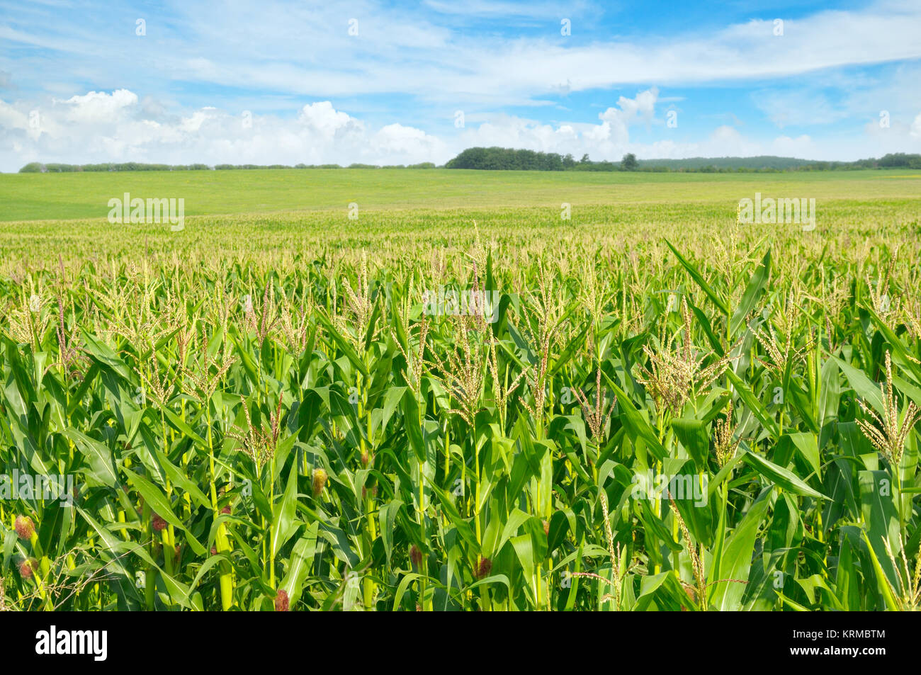 green corn field and blue sky Stock Photo - Alamy