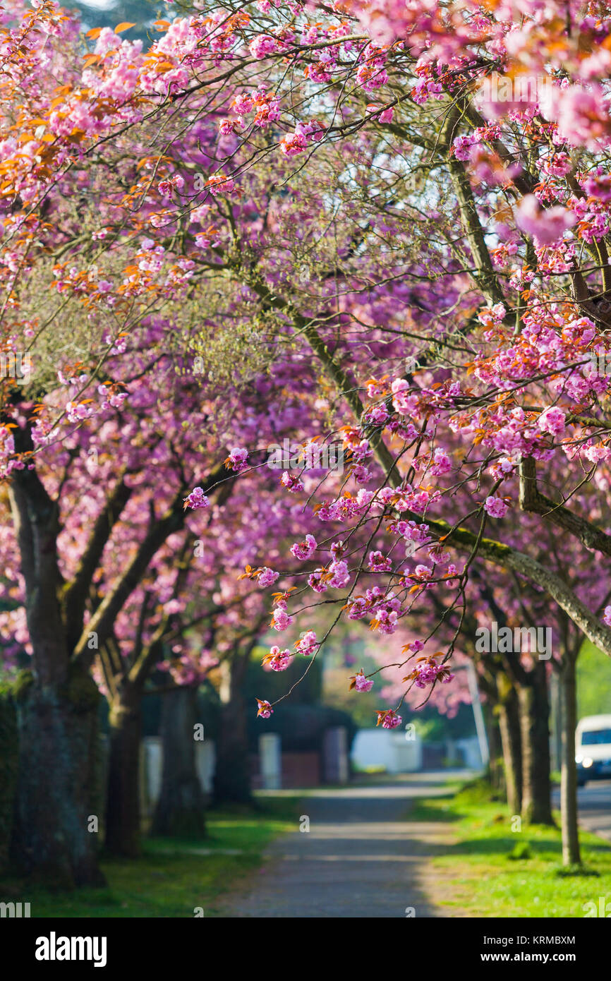 Cherry Blossom Pathway. Beautiful Landscape Stock Photo - Alamy