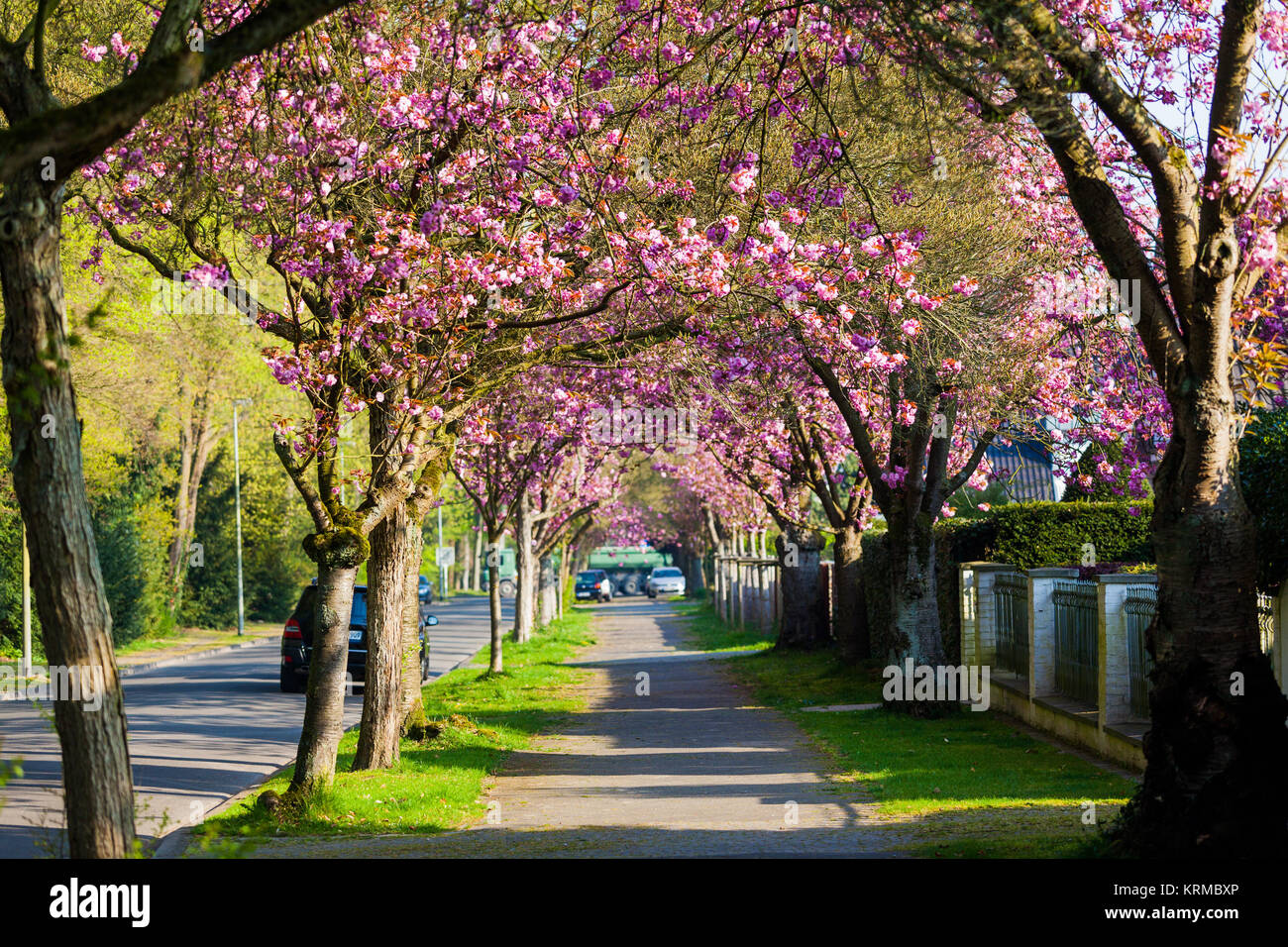 Cherry Blossom Pathway. Beautiful Landscape Stock Photo - Alamy