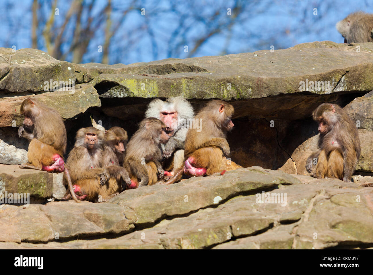 Mommy monkey hi-res stock photography and images - Alamy