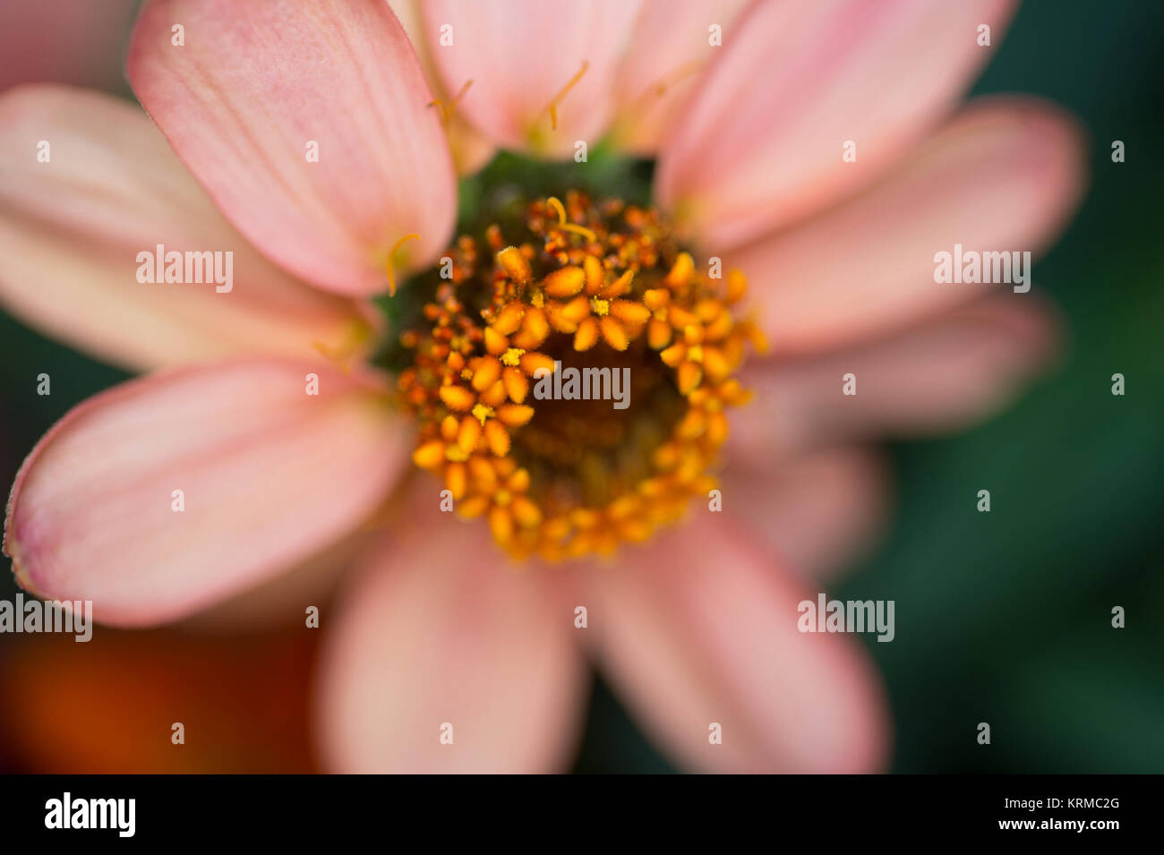 ISS-46 Zinnia flowers in the Veggie facility (6 Stock Photo - Alamy