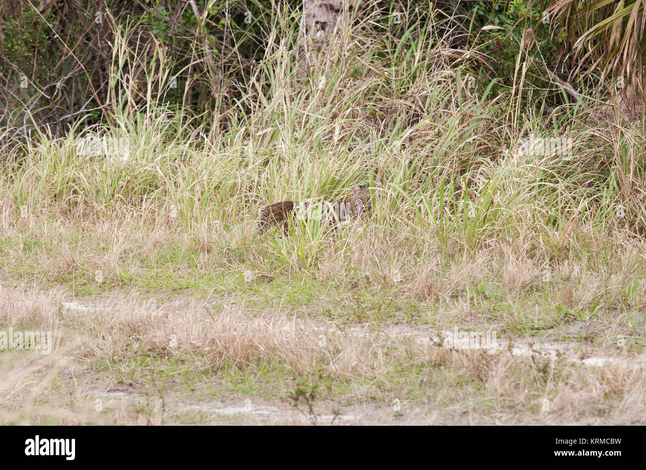 Nature throughout Kennedy Space Center property. NASA Kennedy Wildlife ...