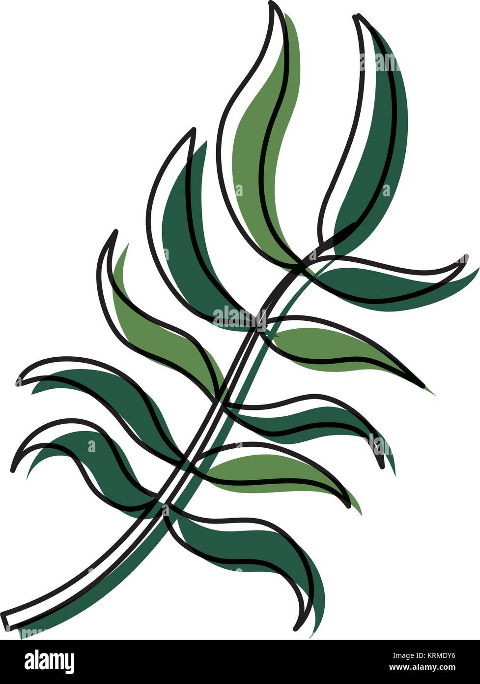 Compound leaf hi-res stock photography and images - Alamy