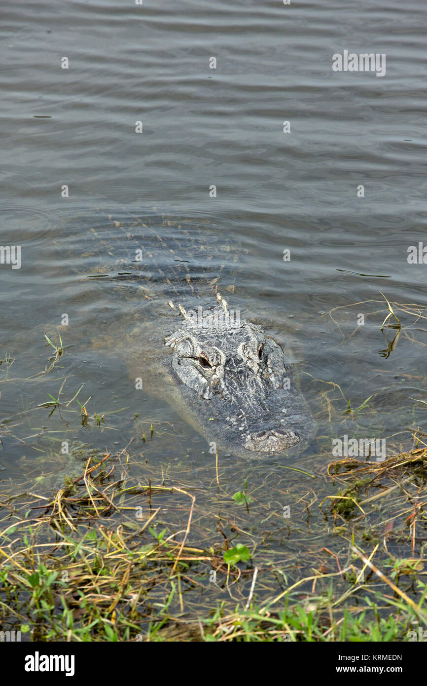 Creative photos of wildlife - Gators in Gator Pond and Spoonbills. NASA ...