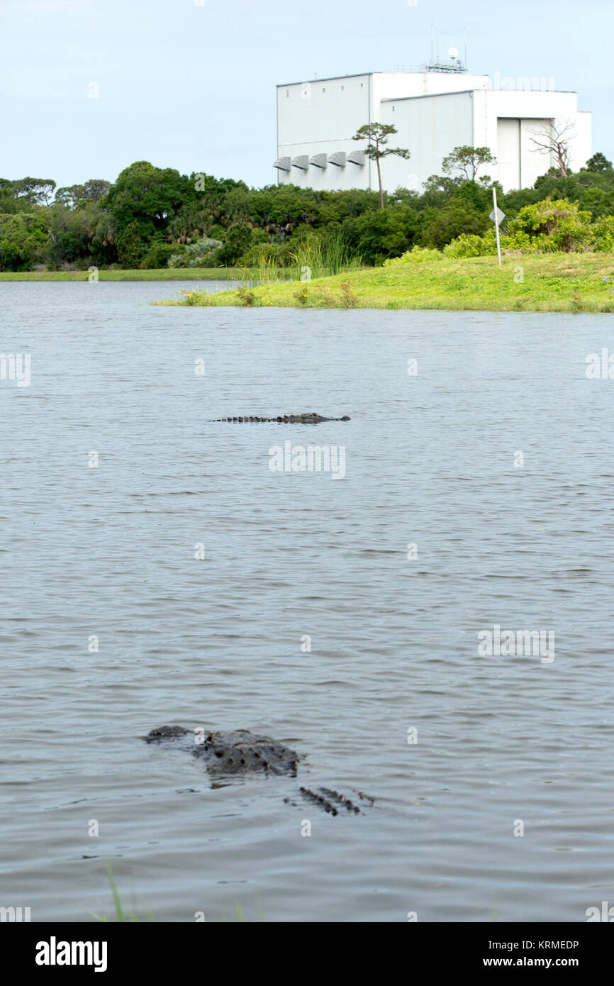 Creative photos of wildlife - Gators in Gator Pond and Spoonbills. NASA ...