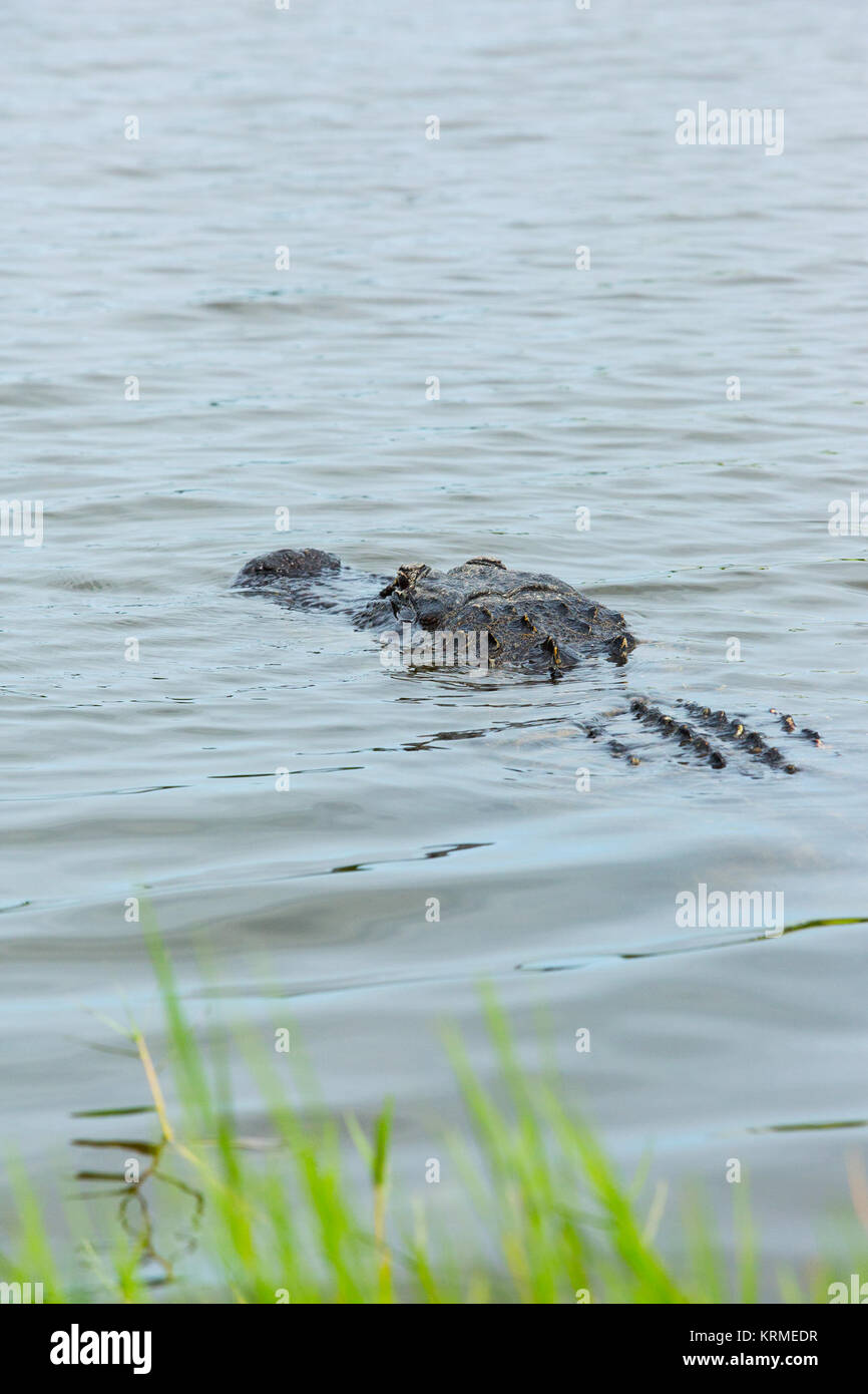 Creative photos of wildlife - Gators in Gator Pond and Spoonbills. NASA ...