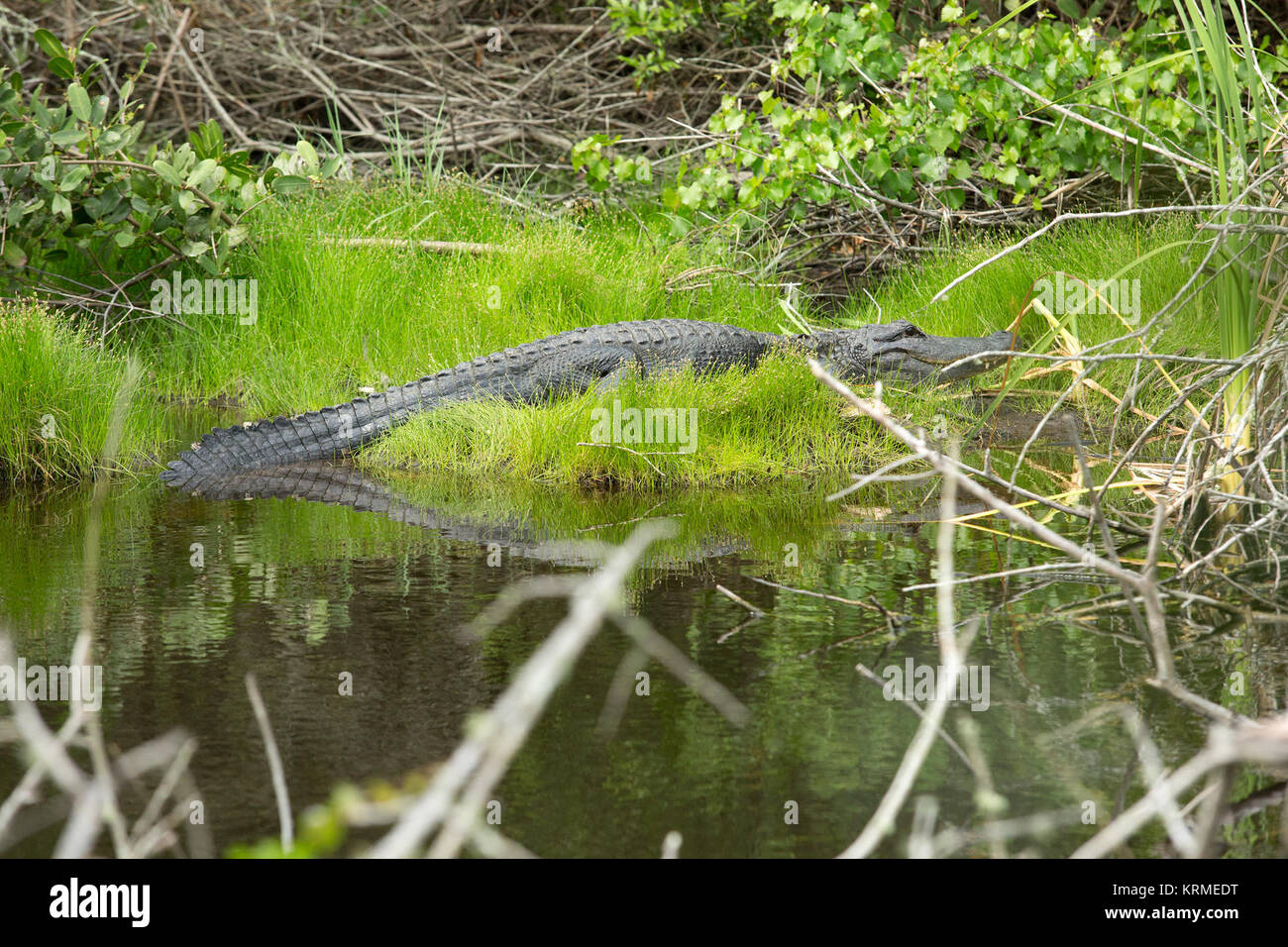 Creative photos of wildlife - Gators in Gator Pond and Spoonbills. NASA ...